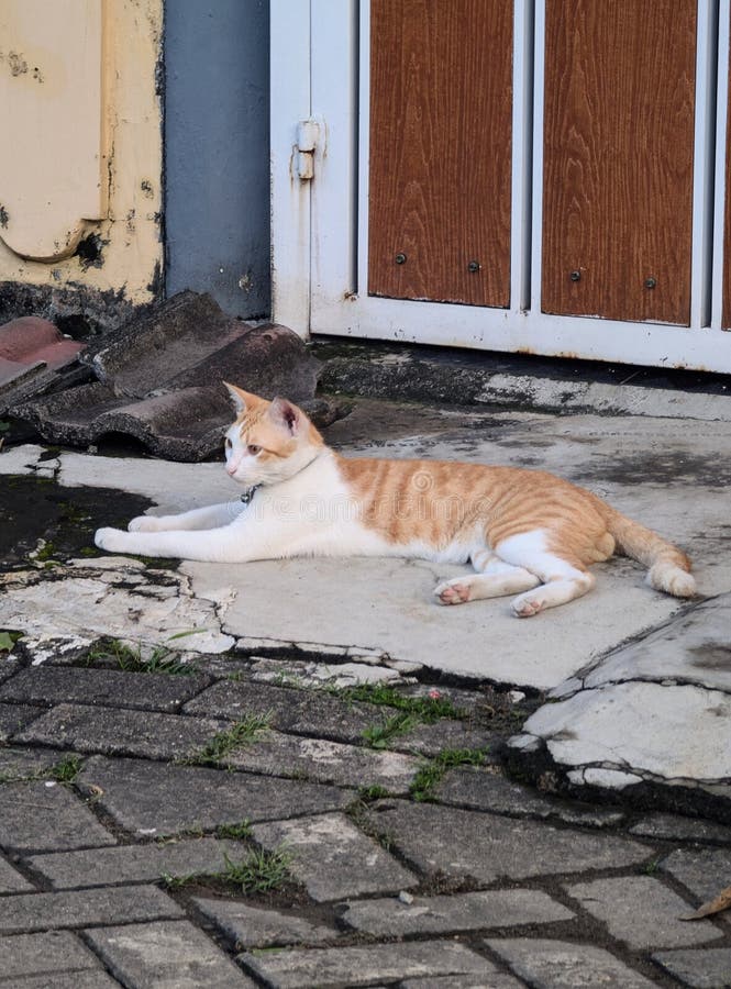 A Cat is Relaxing in Front of the Yard Enjoying the Morning Stock Photo ...