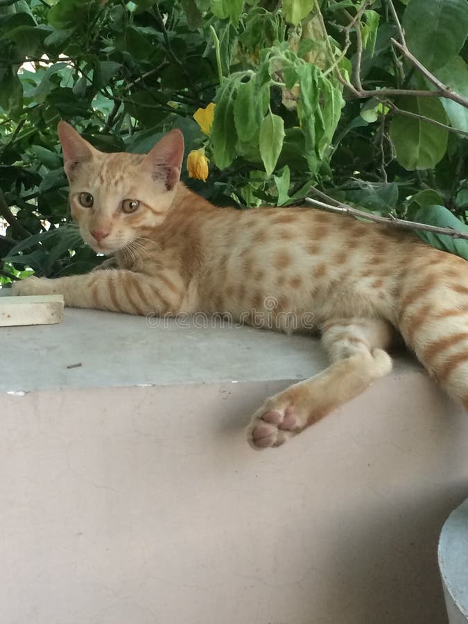 Cat Relaxing in Shade on a Warm Sunny Day Stock Photo - Image of sunny ...