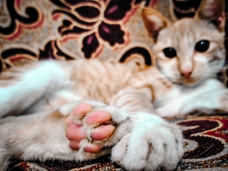 The Cat is Relaxing and Showing His Feet Stock Photo - Image of puppy ...