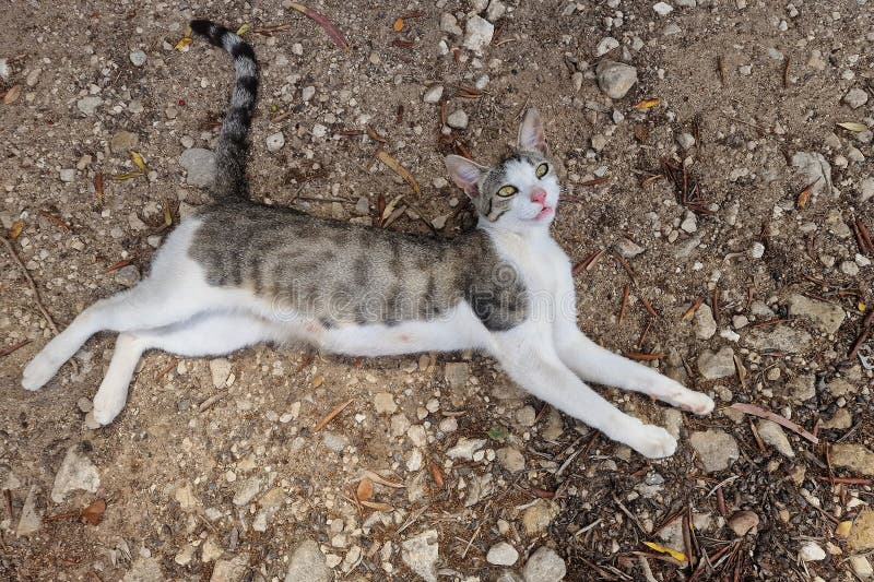 Cat Relaxing in Sicily Vendicari Noto Stock Image - Image of street ...