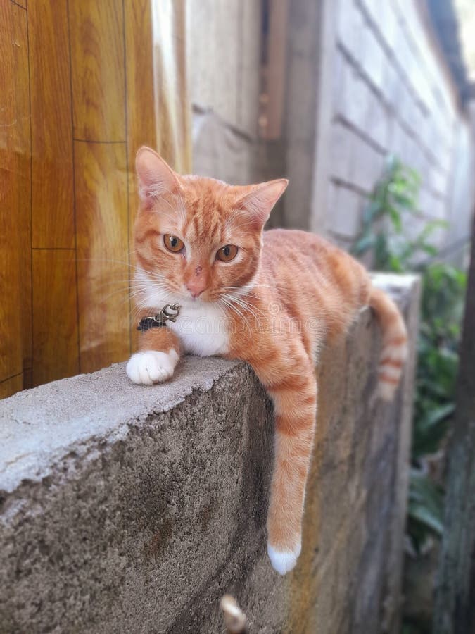 162 Lowered Cat Stock Photos - Free & Royalty-Free Stock Photos from ...