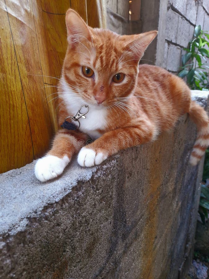 A Cat is Relaxing on the Wall with One Leg Lowered Stock Image - Image ...