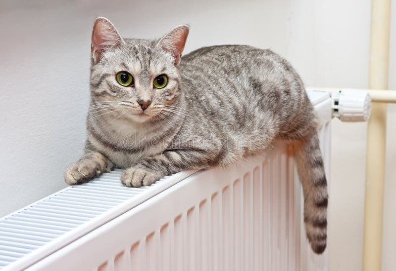 Cat relaxing on a radiator stock image. Image of knob - 59851859