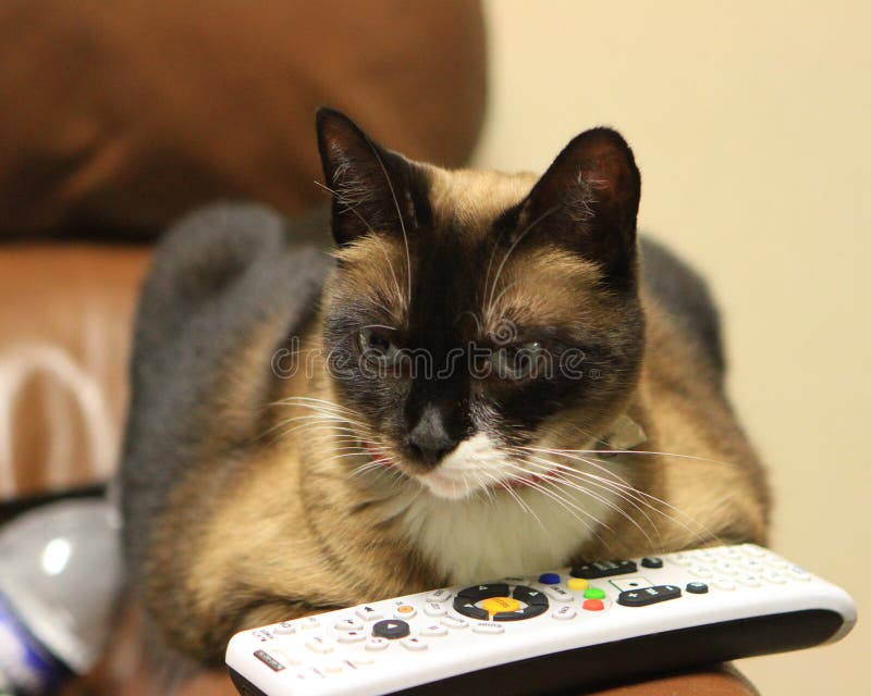Cat with Remote . Watching Animal Planet ? Stock Image - Image of ...
