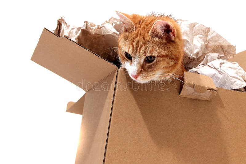 Cat in removal box stock image. Image of detail, postbox - 22389253