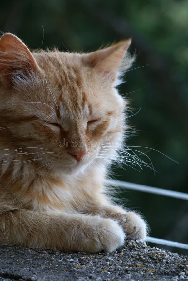 Cat at rest stock photo. Image of curious, nosy, domestic - 15083292