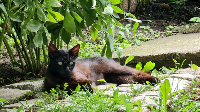 Cat at Rest on the Back Yard Stock Photo - Image of yard, black: 254653710