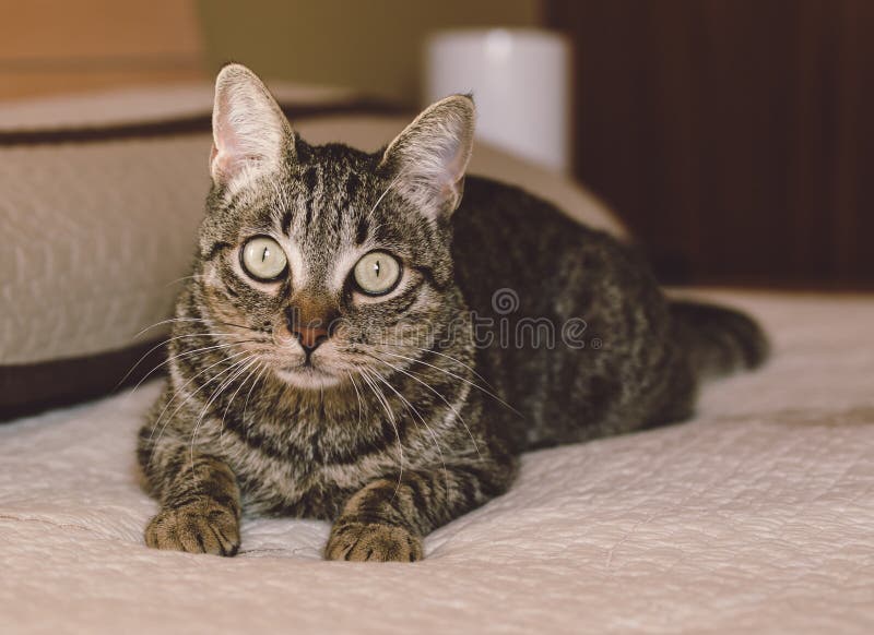 Cat rest on a bet at home stock photo. Image of animal - 48758426