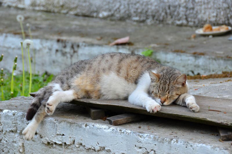 Cat rest on board stock photo. Image of nature, animal - 86395152