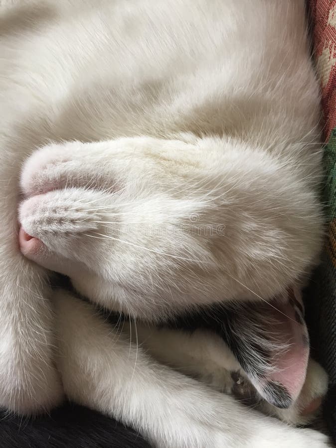 Cat napping stock image. Image of feline, mammal, napping - 105616449