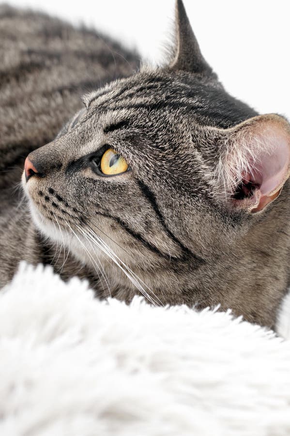 Cat at rest. stock image. Image of inside, home, cats - 76153337