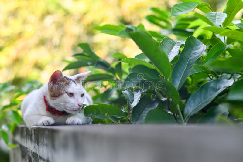 Cat rest on concrete wall stock photo. Image of cute - 181869802