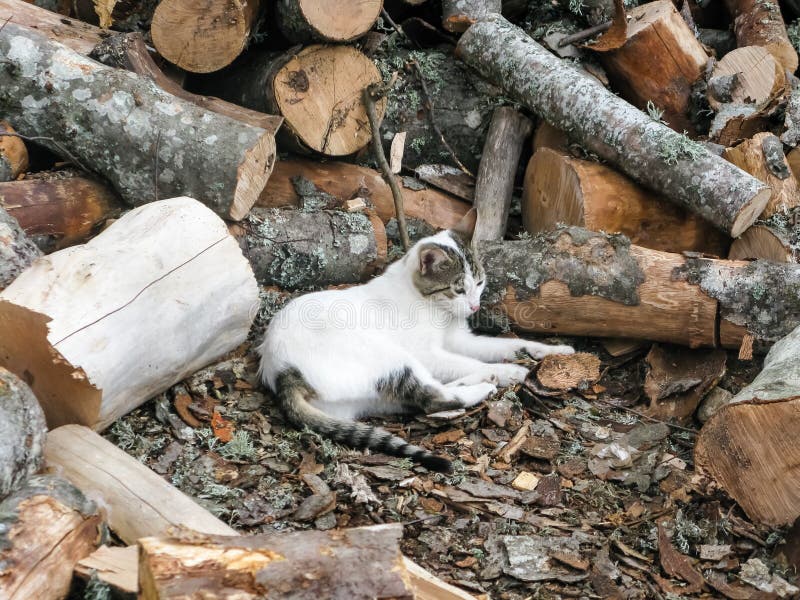 Cat rest in firewood stock photo. Image of landscape - 56929924