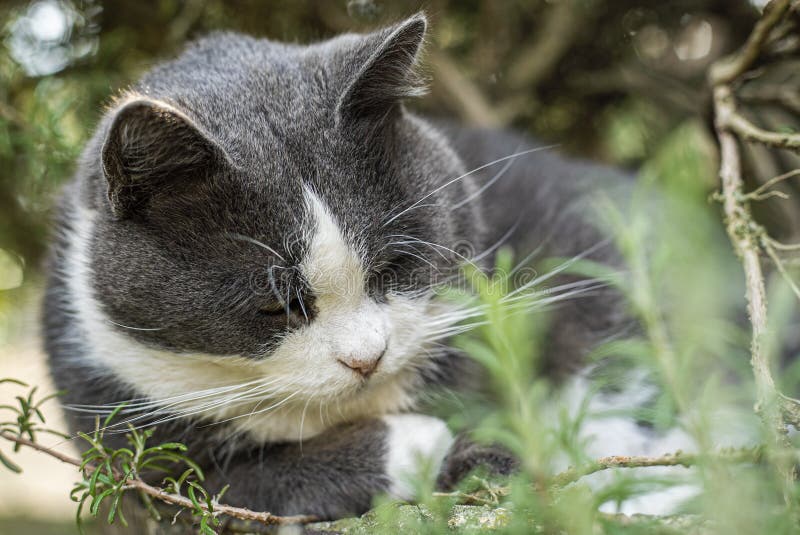 Cat rest in the garden 2 stock photo. Image of natural - 233444160