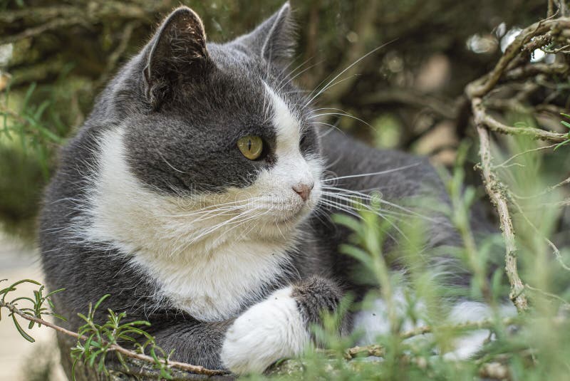 Cat rest in the garden 3 stock photo. Image of pretty - 233444164