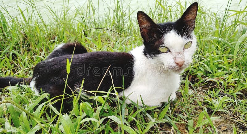 Cat rest at grass green stock photo. Image of good, garden - 270371006