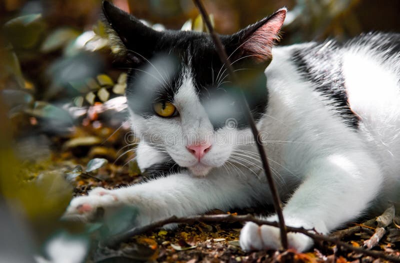 Cat Rest on Ground in Garden Stock Image - Image of tree, face: 141530297