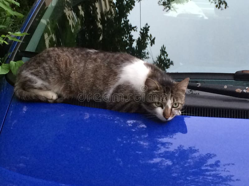 Cat at rest stock image. Image of rest, nice, beautiful - 46485031