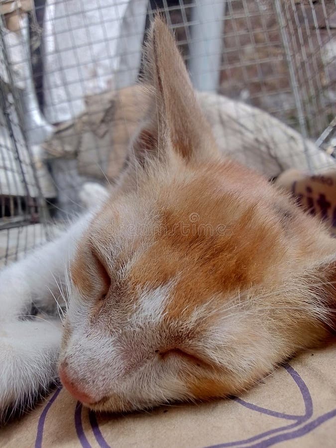 Cat on rest mood stock image. Image of rest, sleep, relaxing - 338953991