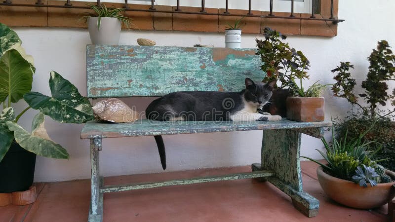 Cat rest stock photo. Image of plants, chair, rest, sleepy - 118147758