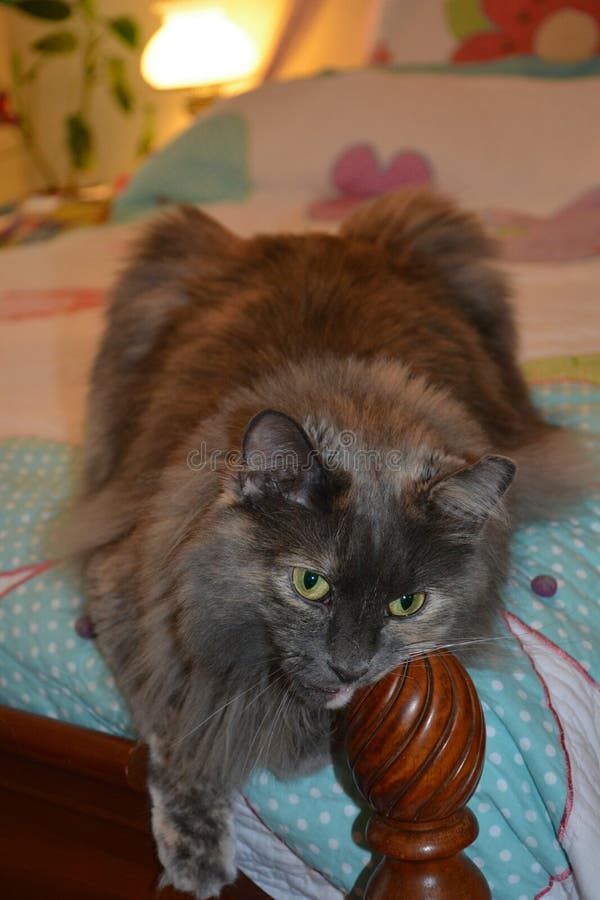 Restinh Stock Photos - Free & Royalty-Free Stock Photos from Dreamstime