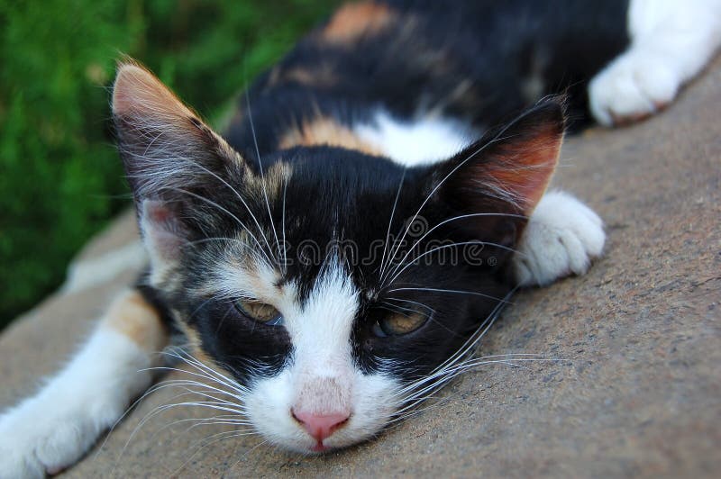 Cat rest on street stock image. Image of summer, houseless - 105911133