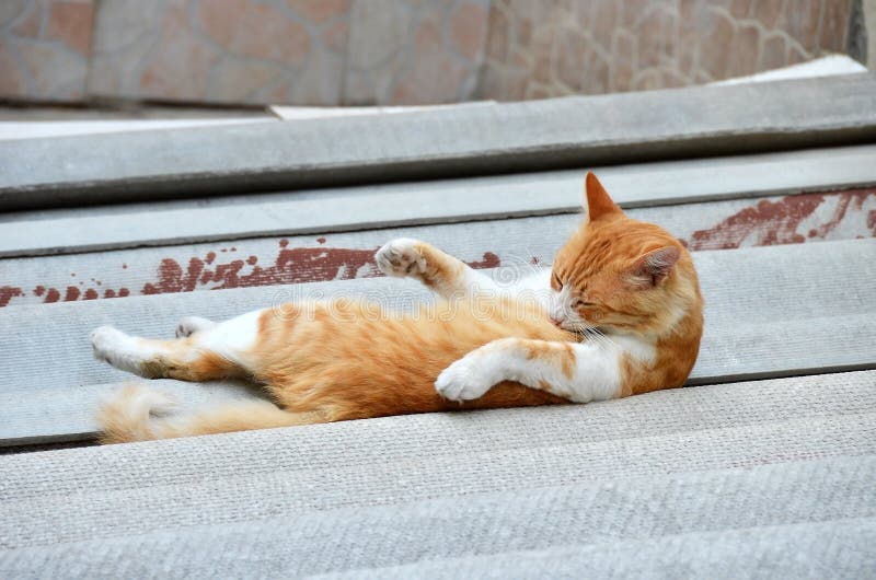 Cat rest on street stock image. Image of outside, mammal - 88075315