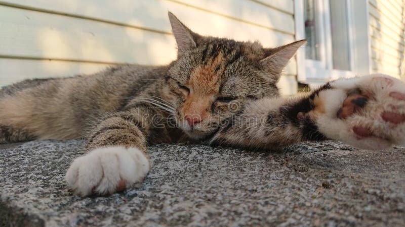 Cat rest time stock image. Image of animal, skin, snout - 250480145