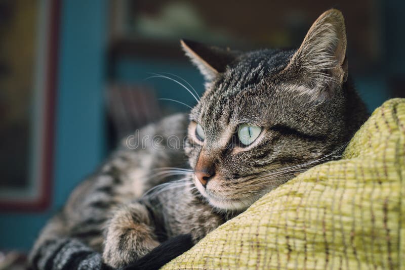Cat Rest in the Top of a Couch Stock Image - Image of rest, adorable ...