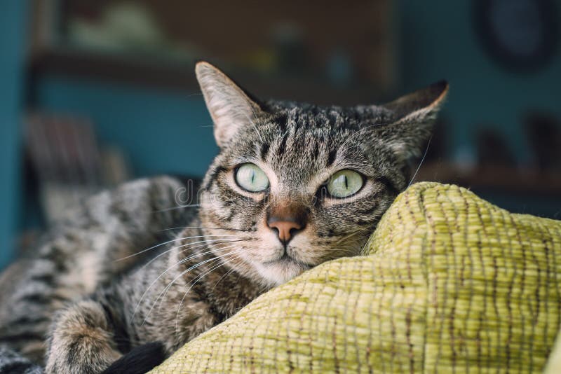 Cat Rest in the Top of a Couch Stock Image - Image of detail, feline ...