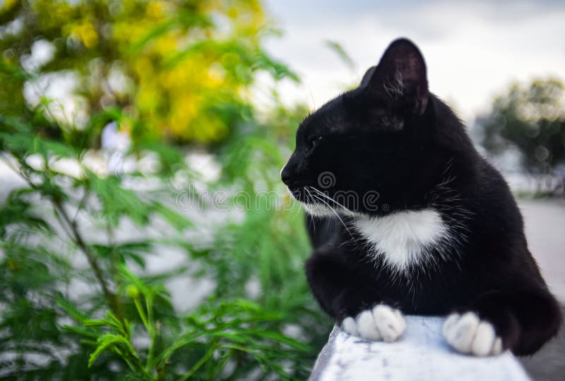 Cat Rest on White Wall, Animal Close Up Stock Image - Image of forest ...