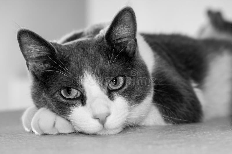 Cat at Rest stock photo. Image of peace, domestic, kitten - 37687314