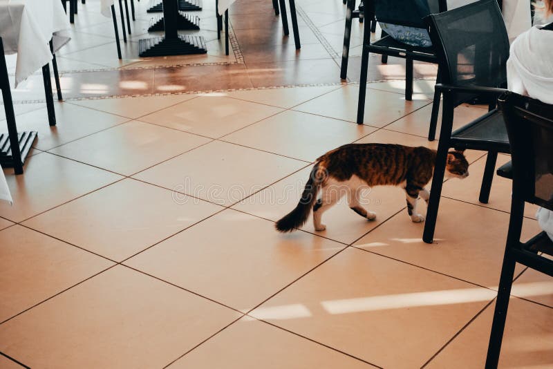 Cat at restaurant stock image. Image of meadow, tombstone - 175943445