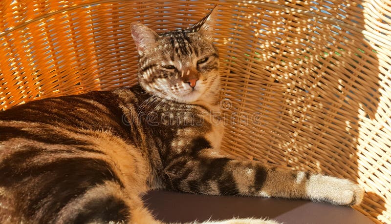 Cat Resting imagen de archivo. Imagen de calle, gato - 113353119