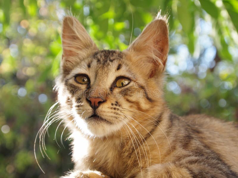 Cat resting stock image. Image of stare, rest, tired - 22813779