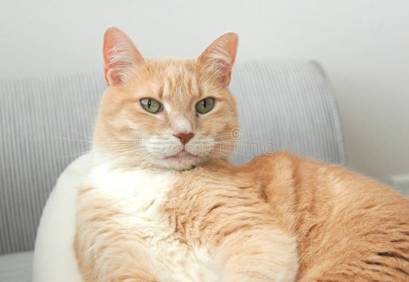 Tom Cat stock image. Image of whiskers, chubby, turn, cute - 3672781