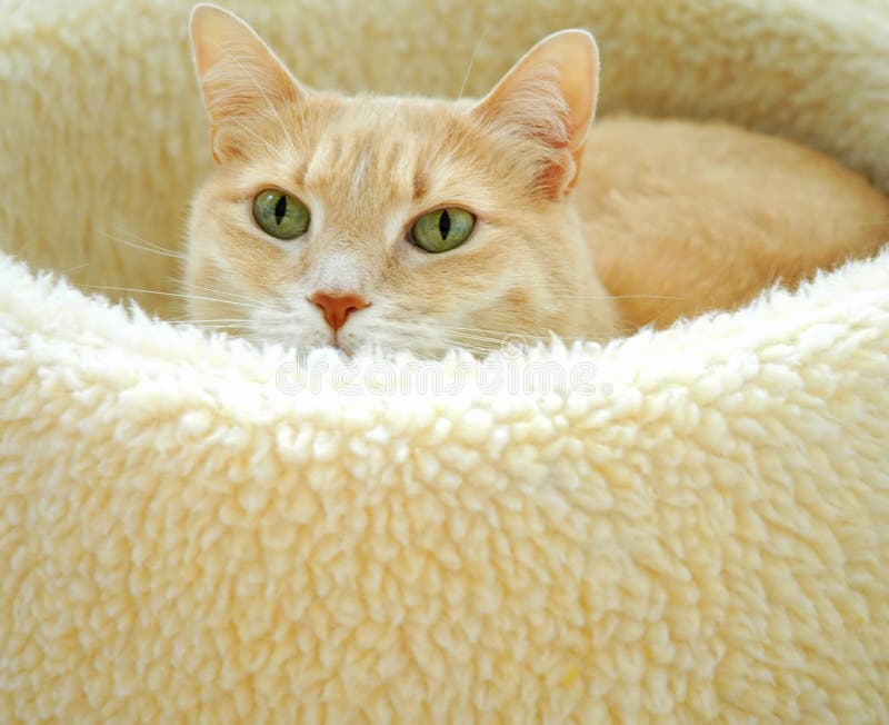 Cat Resting stock image. Image of resting, companion, mammal - 4032447