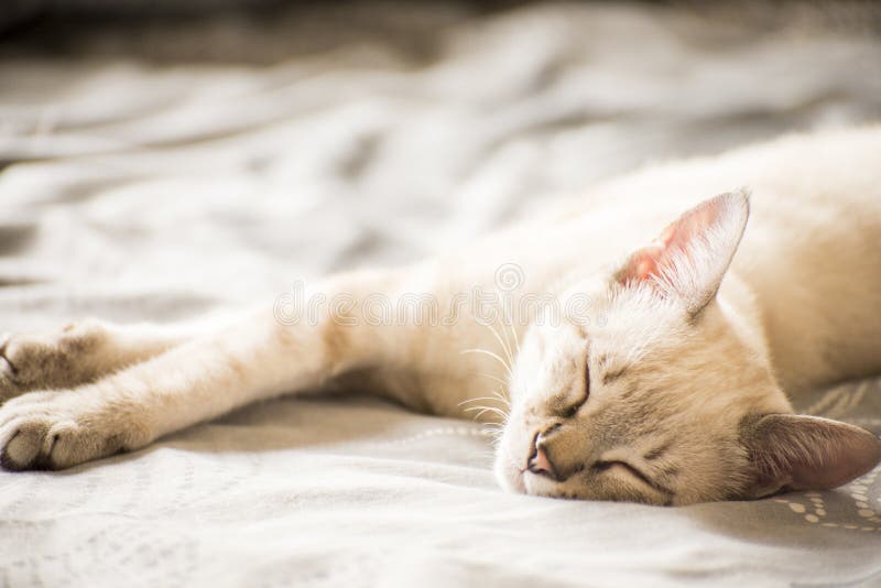 Cat Resting fotografia stock. Immagine di gattino, marrone - 44977686