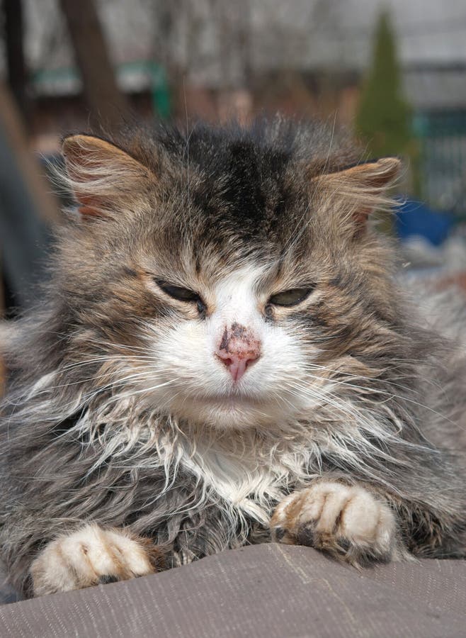 Cat resting stock image. Image of animals, lying, furry - 30551687