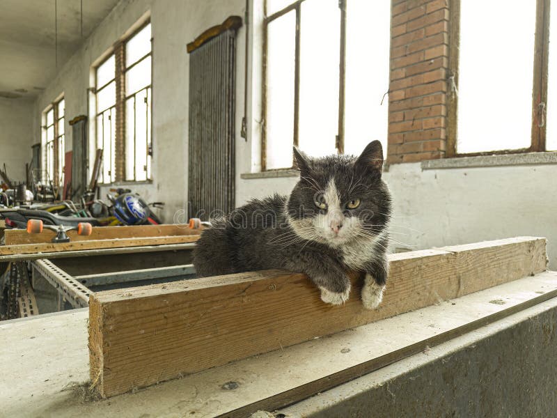 Cat Amid Abandoned Objects in Disused Place Stock Photo - Image of ...