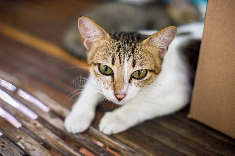 Cat Resting on Bamboo Surface Stock Photo - Image of paws, resting ...