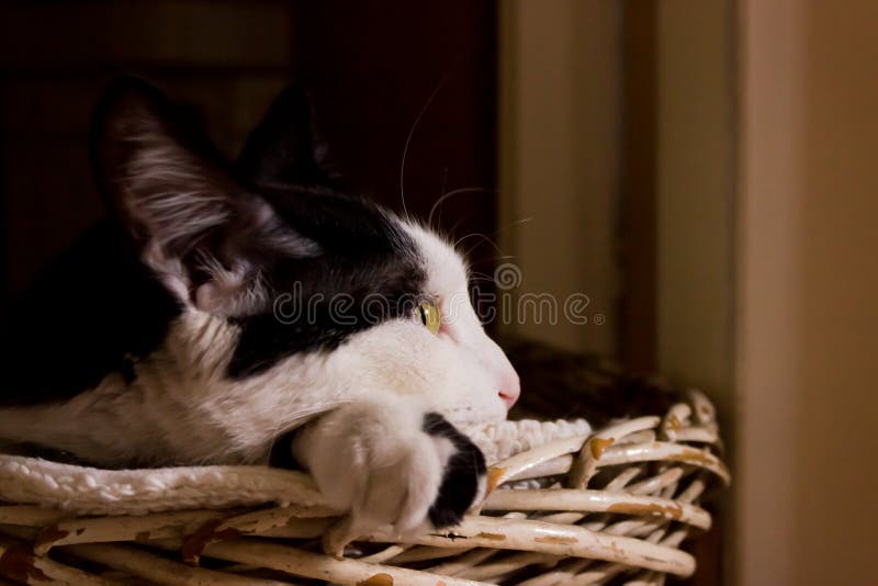 Cat resting stock image. Image of nose, feline, snout - 46737521