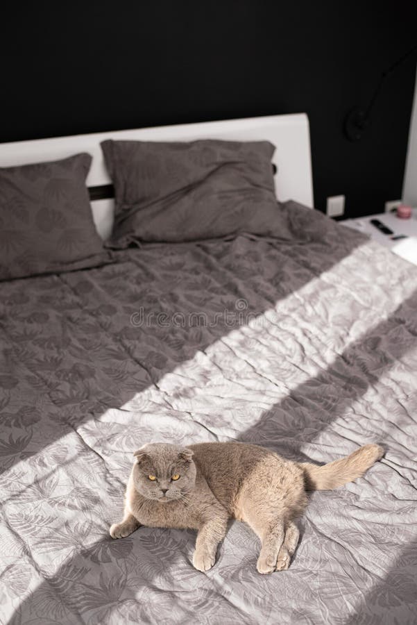Cat Resting on the Bed. British Cat Stock Photo - Image of funny, color ...