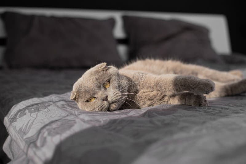 Cat Resting on the Bed. British Cat Stock Photo - Image of sleeping ...