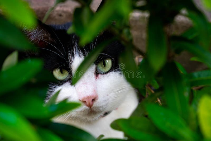Cat Resting Behind the Bush Stock Photo - Image of beauty, animal ...