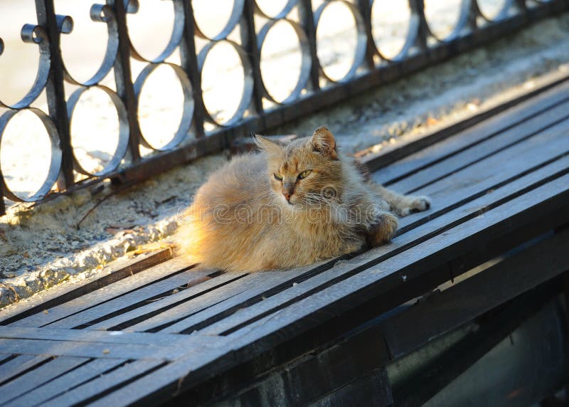 The Bench that is Inside the Park. Stock Image - Image of inside, bench ...