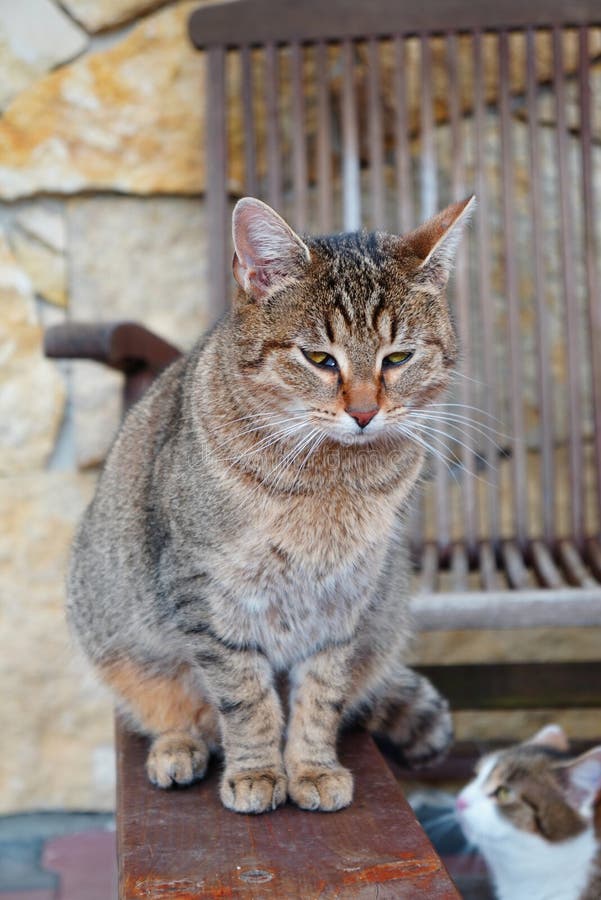 Cat Resting on a Bench Outdoors by a Building Stock Photo - Image of ...