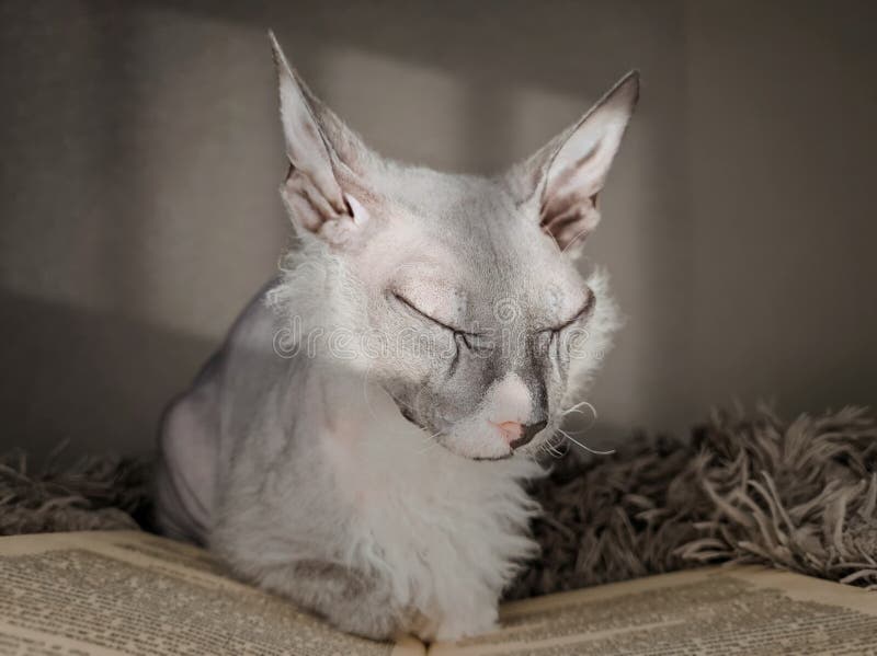 The Cat is Resting on a Book Stock Image - Image of animal, book: 238940749