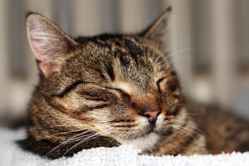 Wrapped up cat stock image. Image of feline, furry, adorable - 27145263