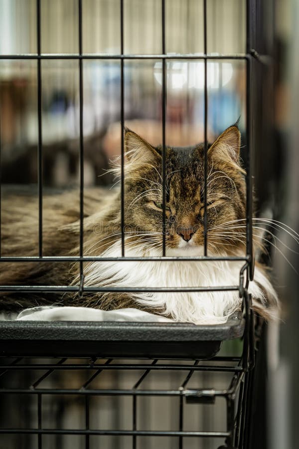 Cat Resting in Cage at Animal Shelter Stock Image - Image of whiskers ...